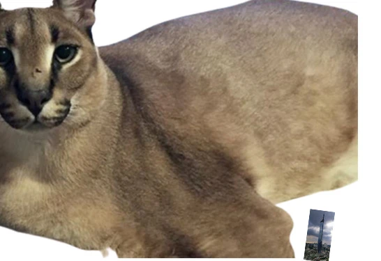 Big floppa compared to the largest tower | Fandom