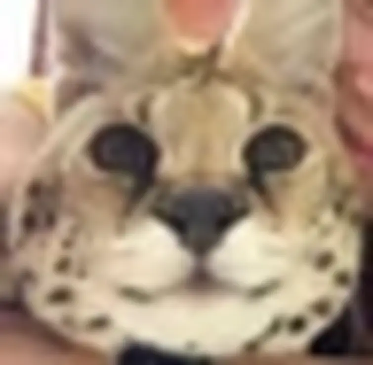 floppa is dead | Fandom