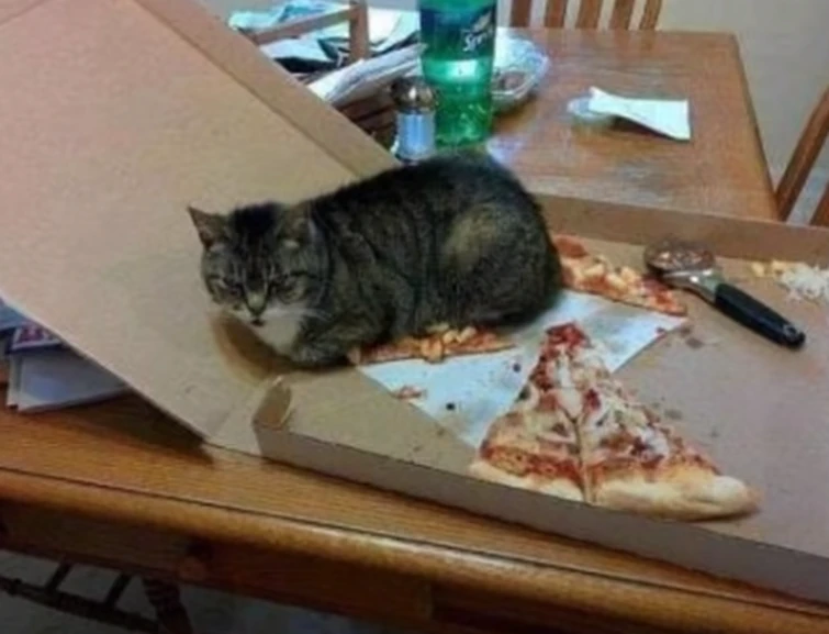 the True pizza cat | Fandom