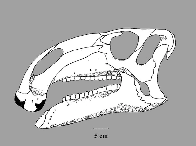 Discuss Everything About Dinopedia | Fandom