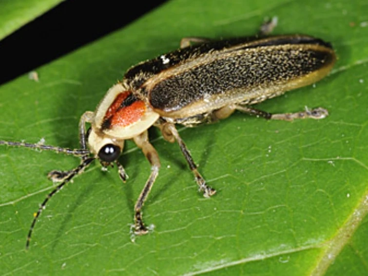 What creature looks like this insect? | Fandom