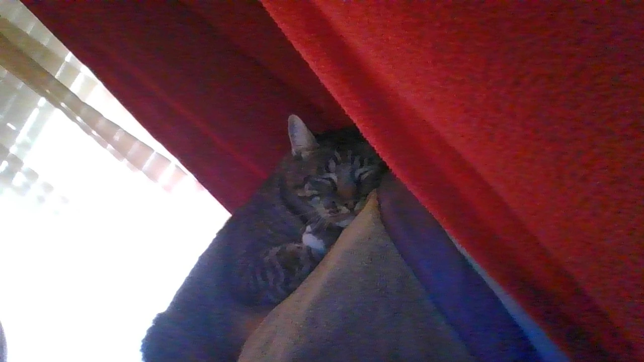 you guys here my cat she a chunker | Fandom