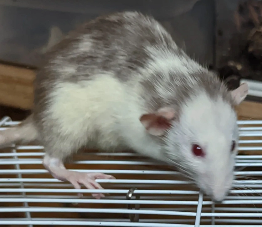 im starting to regain my obsession with rats 🙁 | Fandom