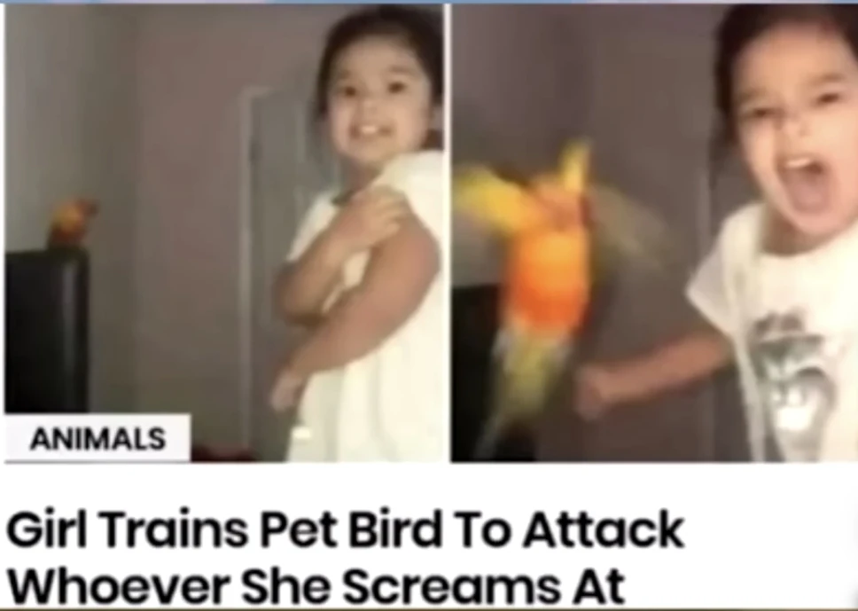 “AAAAHHHHHHH!” “Hey look a bird!” “AAAAAAHHHHHH” | Fandom