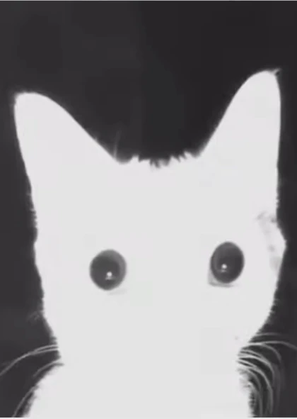 Buying garra warden for 11k | Fandom