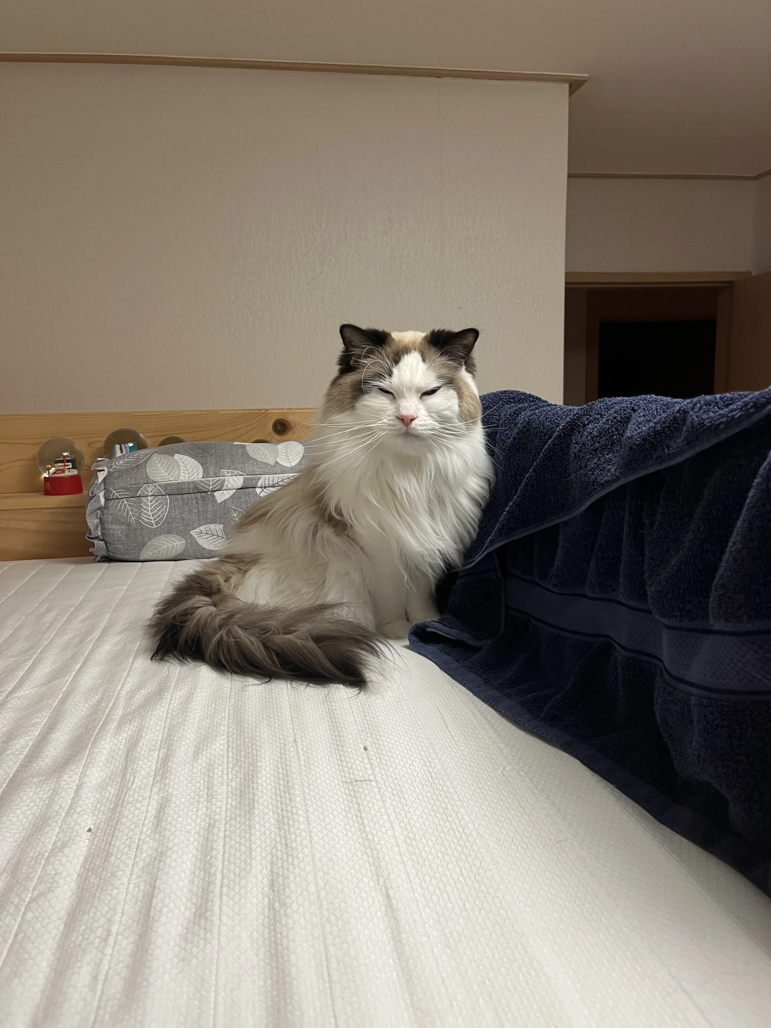 Bori the cat | Fandom