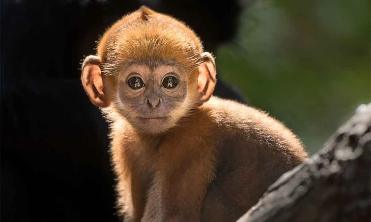 Random animals | Fandom