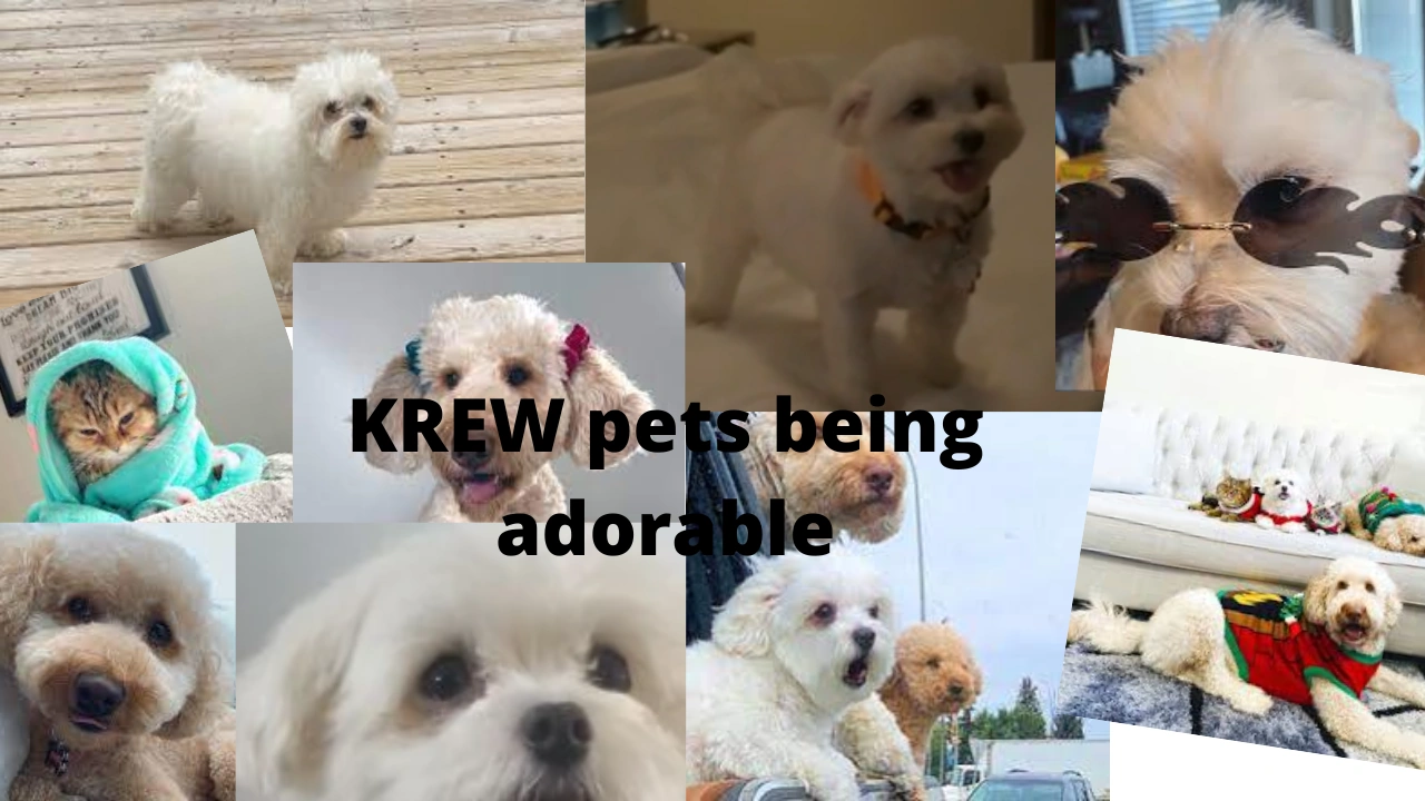 KREW pets collage :D | Fandom