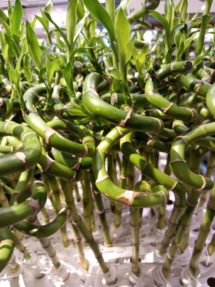 Discuss Everything About Grow a Garden Wiki | Fandom