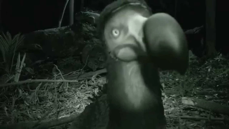 The best information about the dodo bird | Fandom
