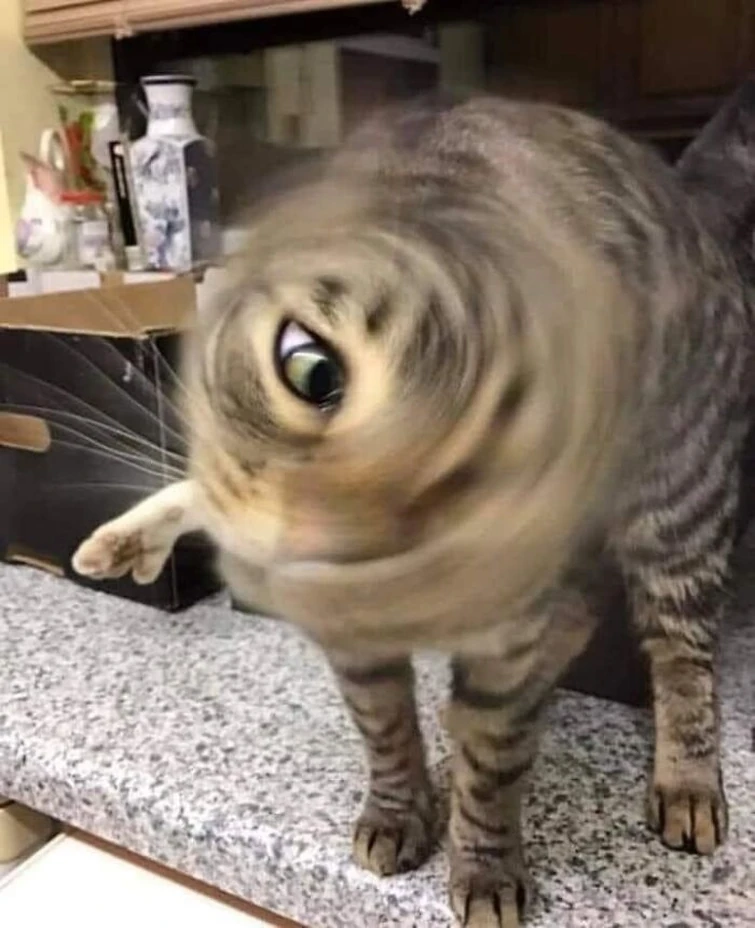 Send cat images | Fandom