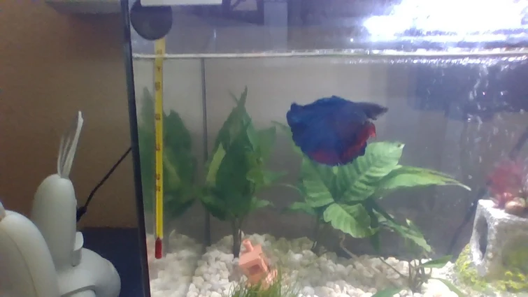 what dragon would fit this feesh | Fandom