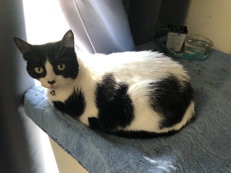 who dees riggity roo ahh cats?1?1 | Fandom