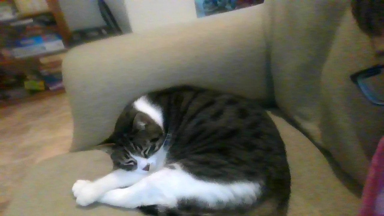 My cat named Gus | Fandom