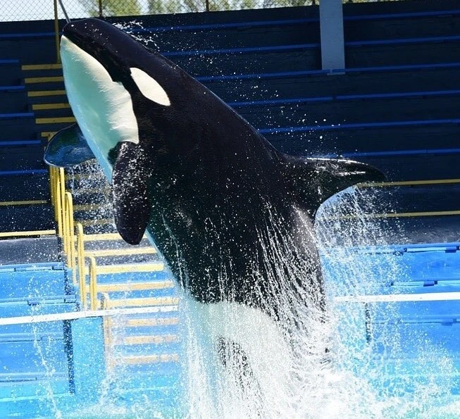 Tokitae (also known as Lolita) to be returned to the Salish Sea. | Fandom