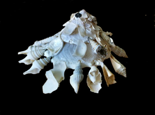 Random Question | What's your favorite animal shell? | Fandom