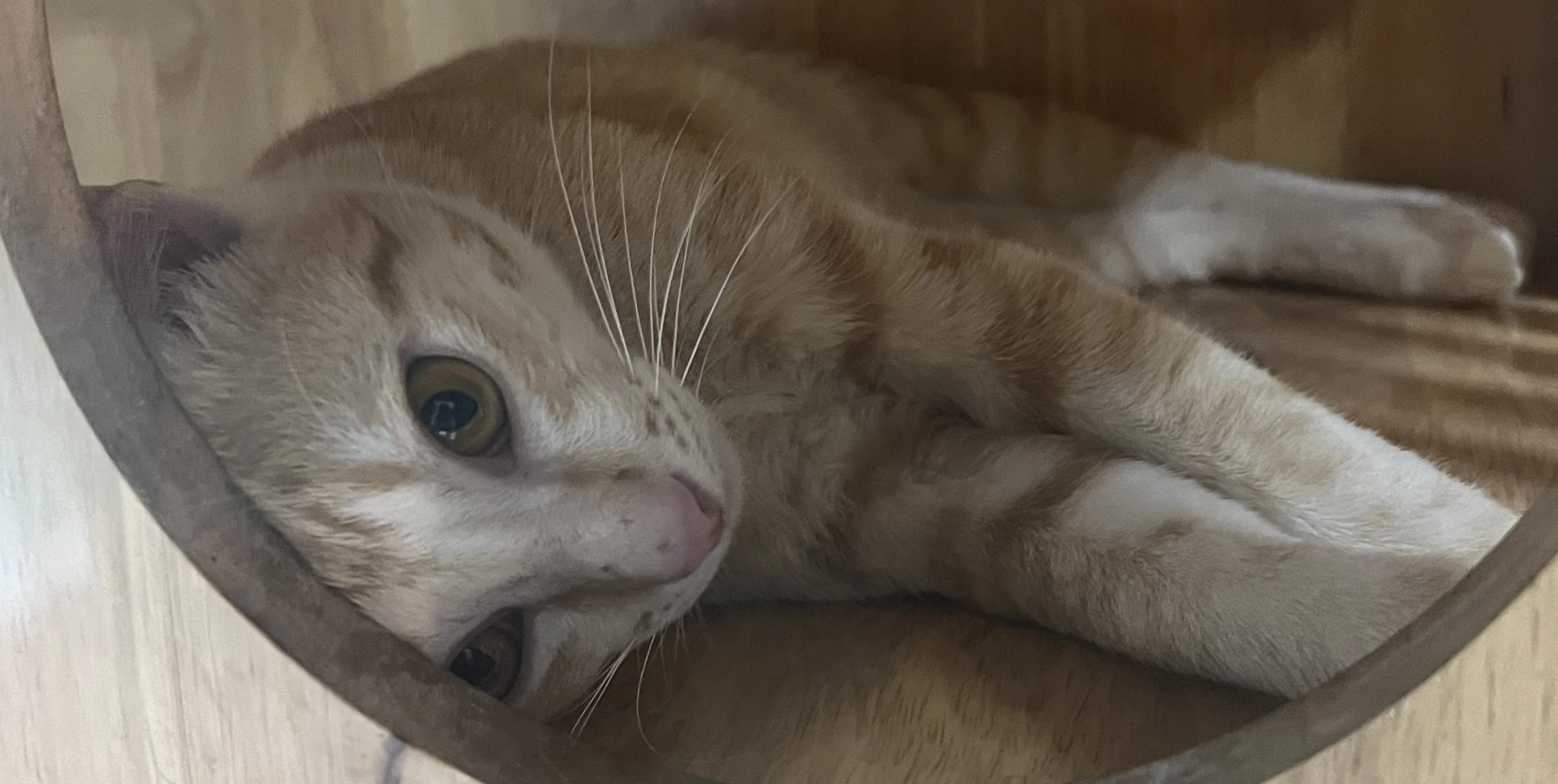 Spotted an IRL Ginny | Fandom