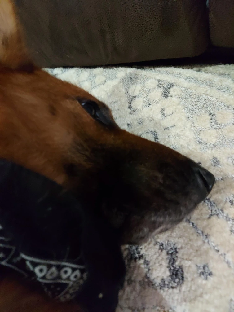 THE DOGGO RETURNS. | Fandom