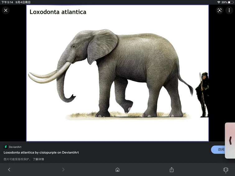 I found a 3rd African Elephant Species! | Fandom