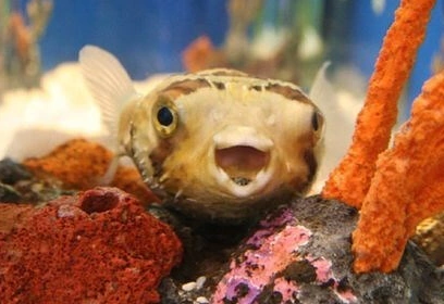 let my body feed the fish (gore/vent) | Fandom