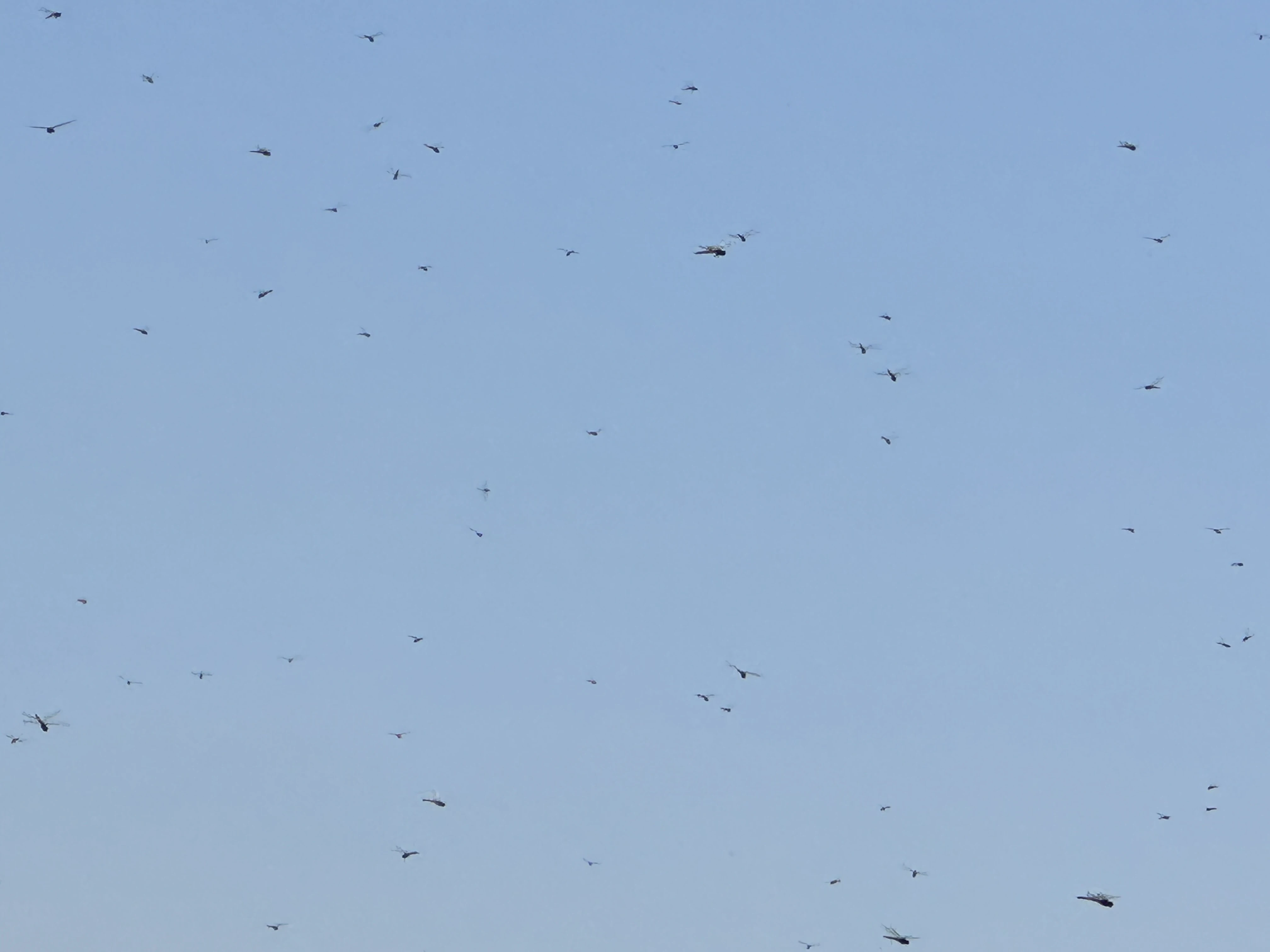 I found so many dragonflies irl | Fandom