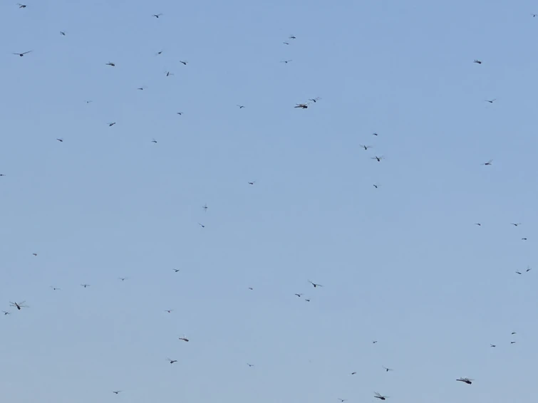 I found so many dragonflies irl | Fandom