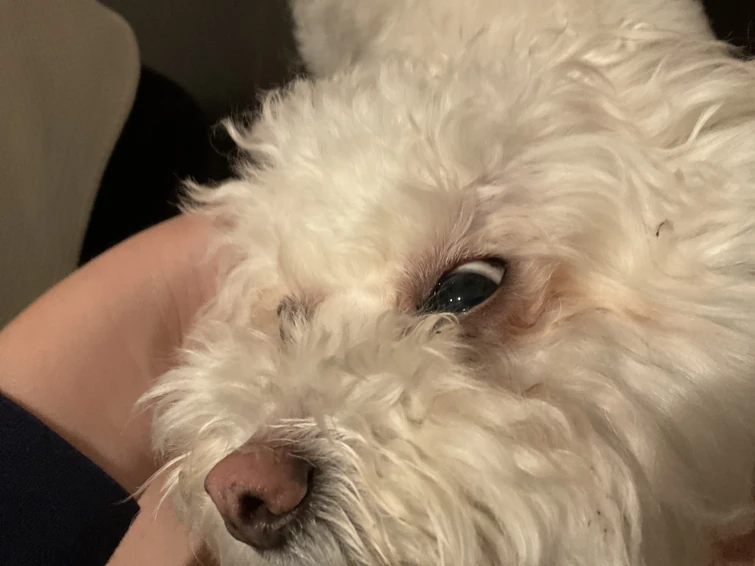 Fluffy mate | Fandom