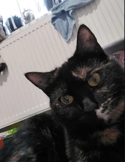 Mamba will rate y'all's dragons. | Fandom