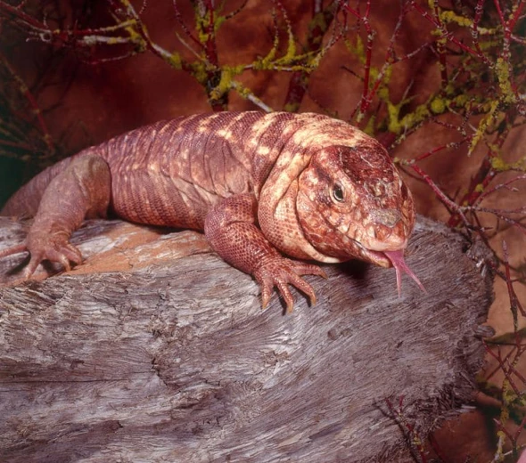 Any dragon you think looks like an argentine tegu? | Fandom