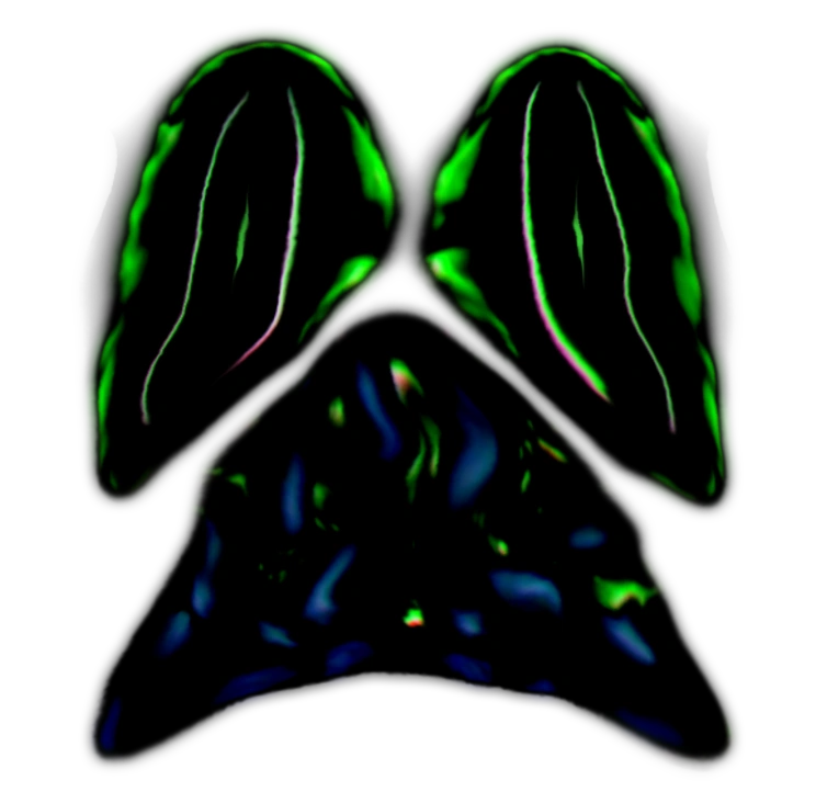 THE XX-NOAH | Fandom