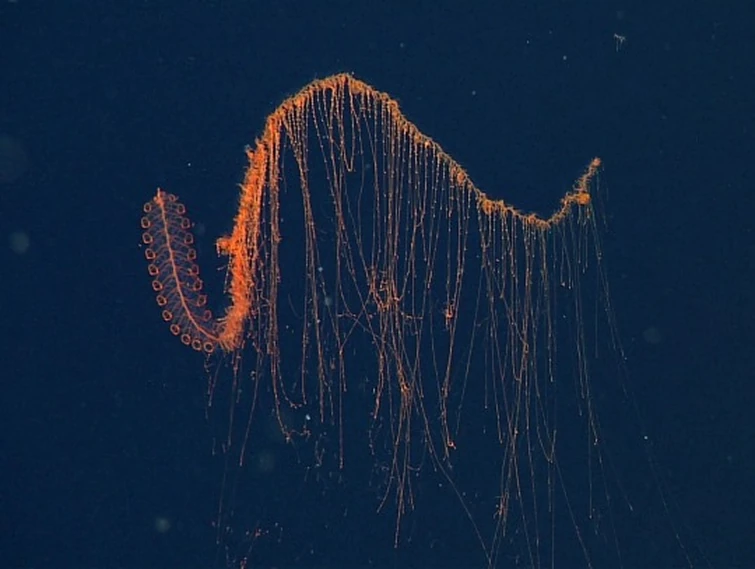 give me weird sea creatures to look up | Fandom