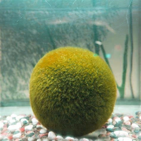 new goobab flavour just dropped | Fandom