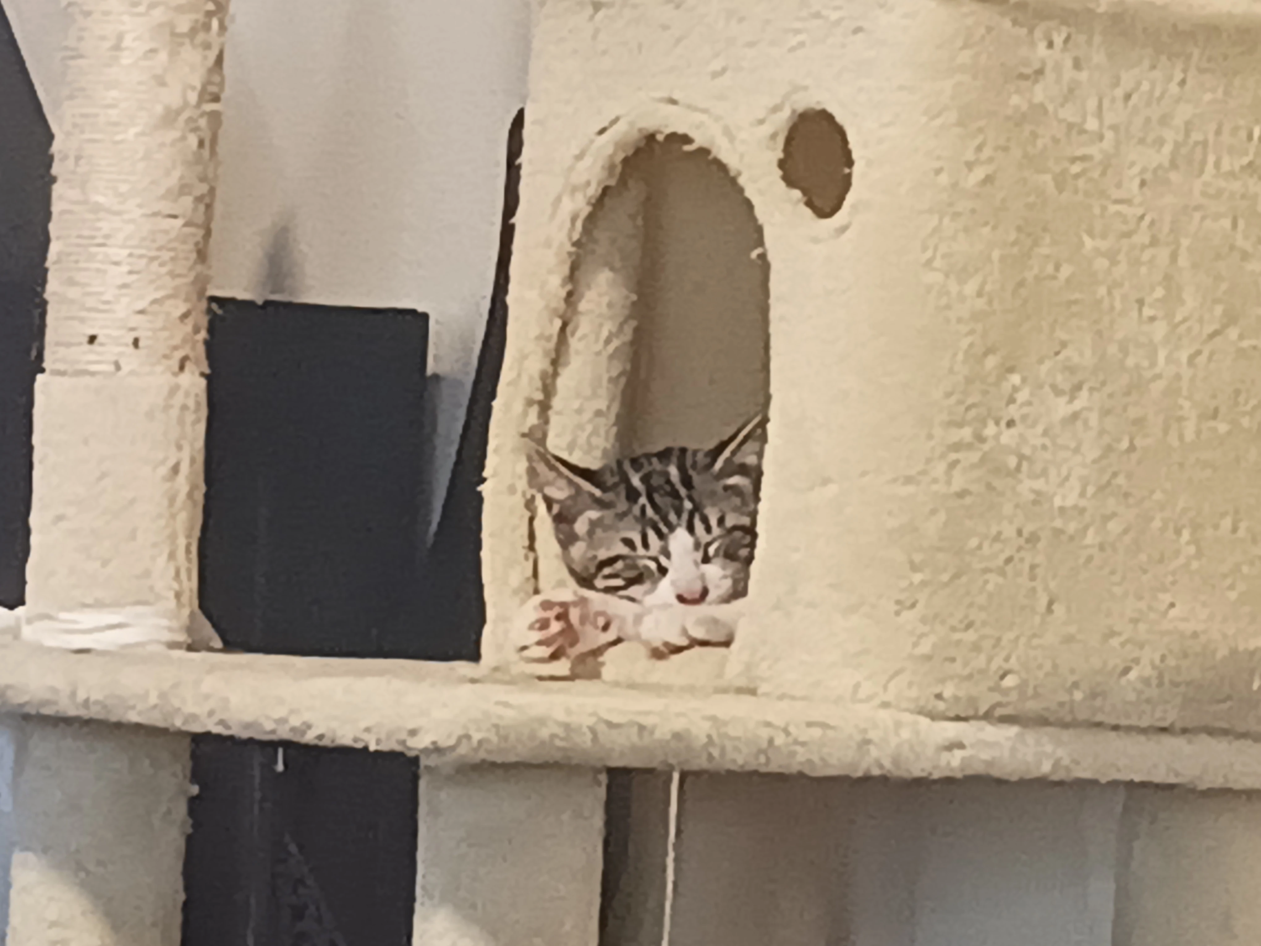 Sleepy core | Fandom