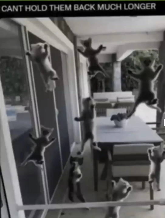 I ship rinku | Fandom