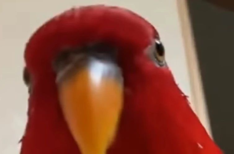 Can someone explain this | Fandom