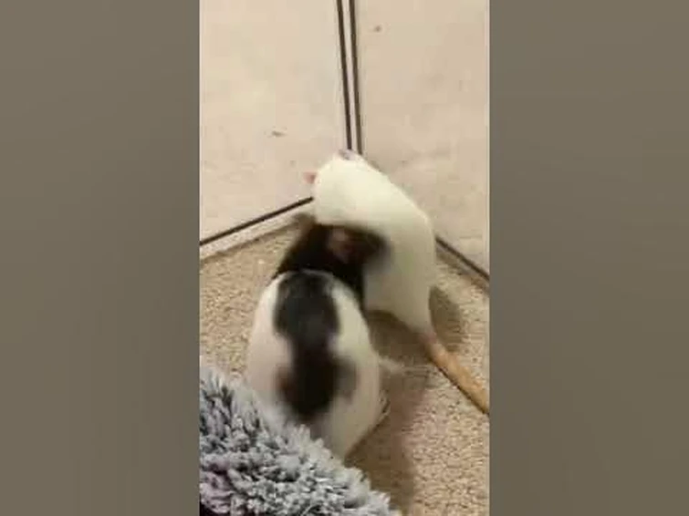 HONEY, THE RATS ARE FIGHTING YET AGAIN! | Fandom