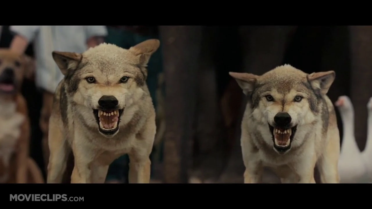 What kind of wolf from Evan Almighty is it? | Fandom