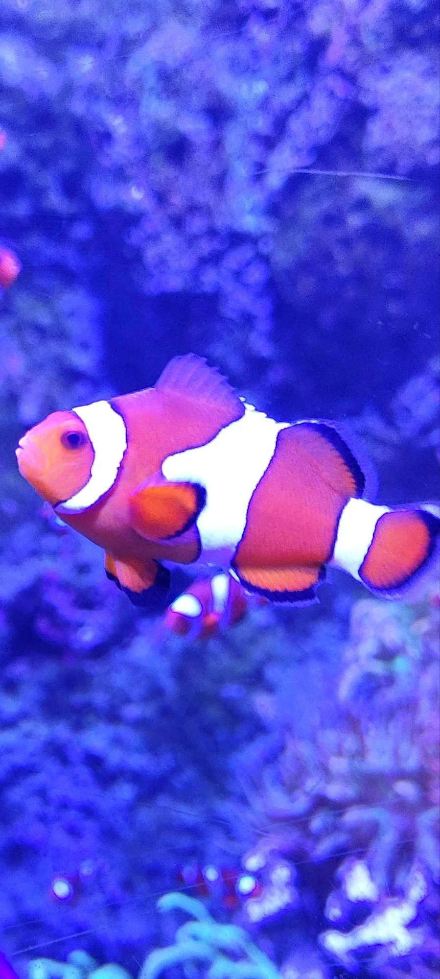 Nemo and his gang :) | Fandom