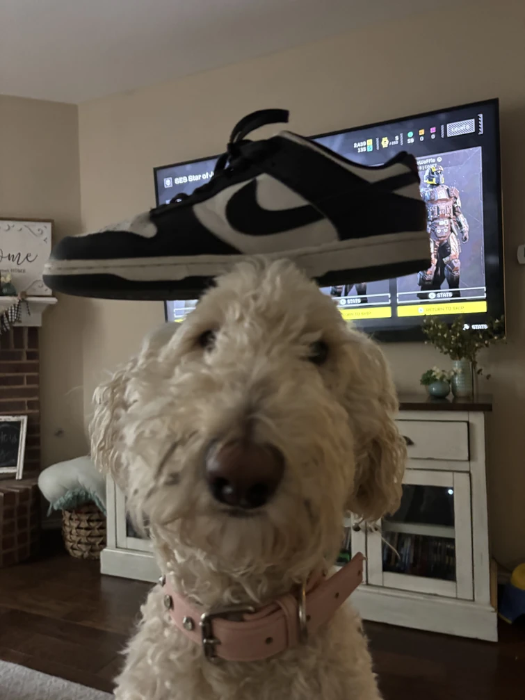 Doggy balancing shoe | Fandom