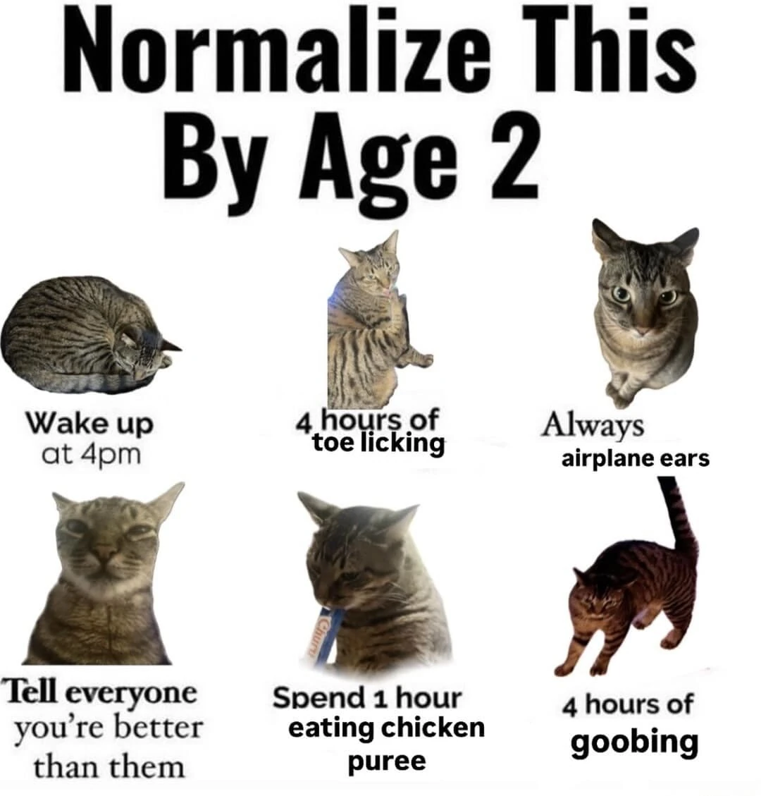 "why is your patronus a cat?" asked literally no one ever | Fandom