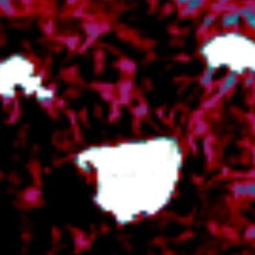 Discuss Everything About Roblox BEAR Wiki | Fandom