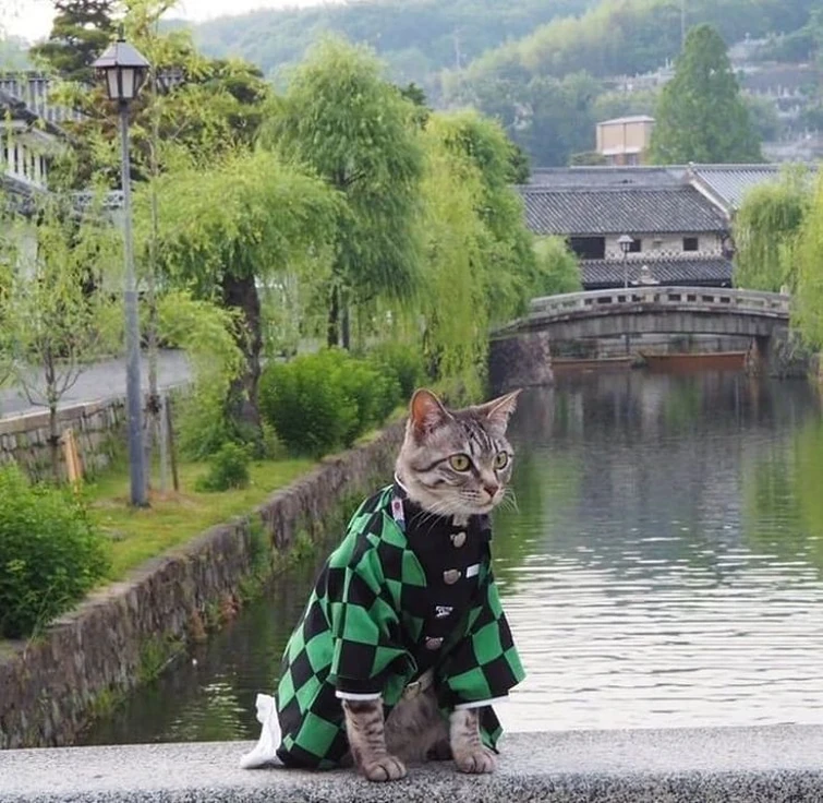 Kimetsu No Yaiba characters as cats | Fandom