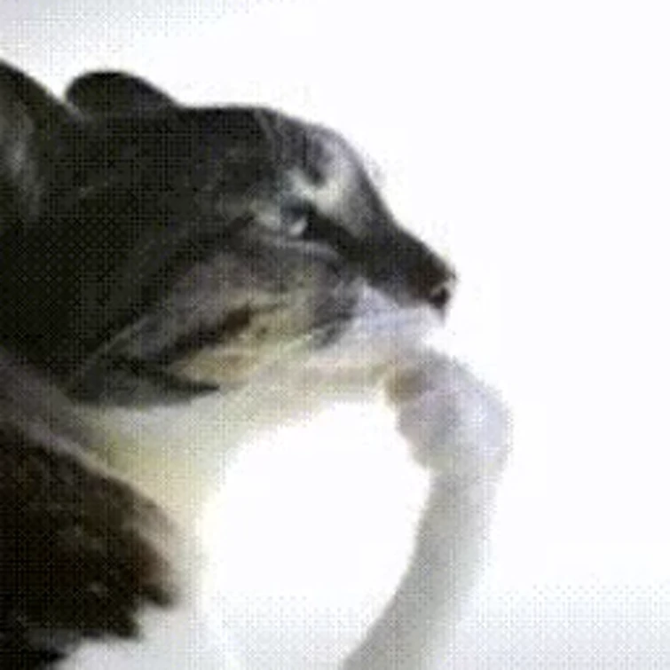 Asking again because no one answered last time | Fandom