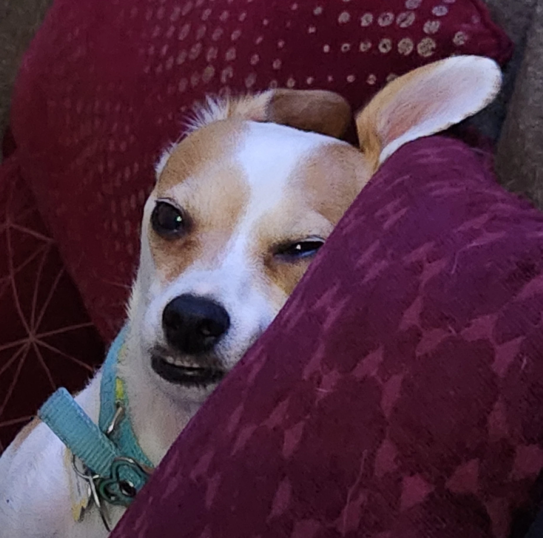 Good morning chat. | Fandom