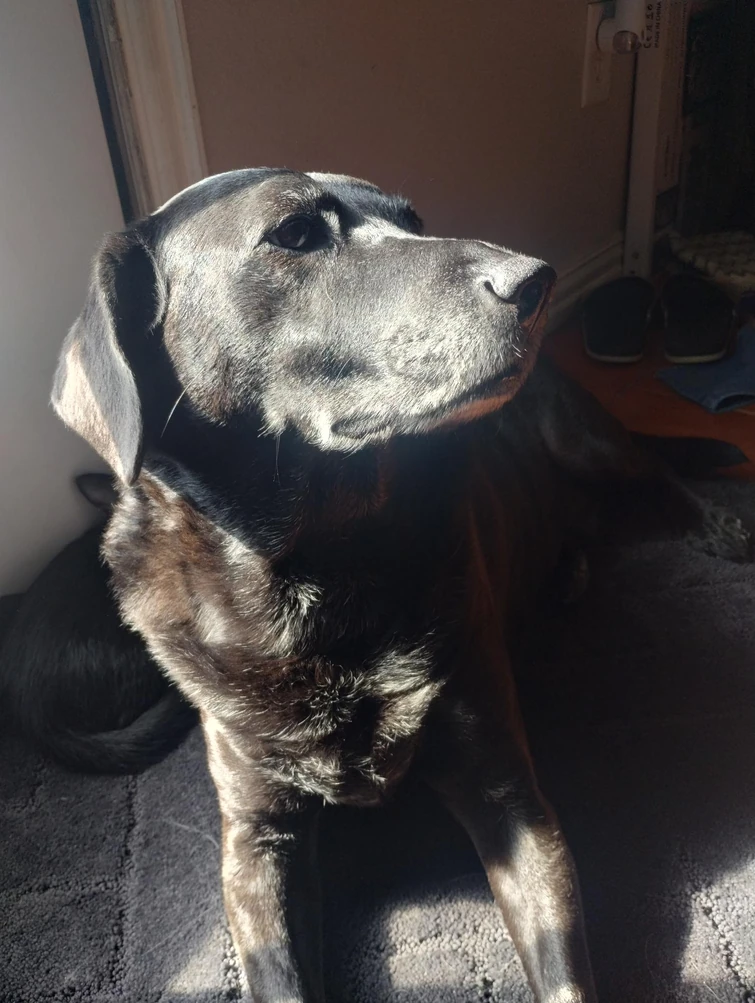 Grrr Happy birthday my baby bear! | Fandom