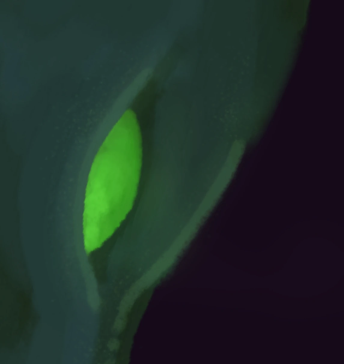 owo teaser? | Fandom