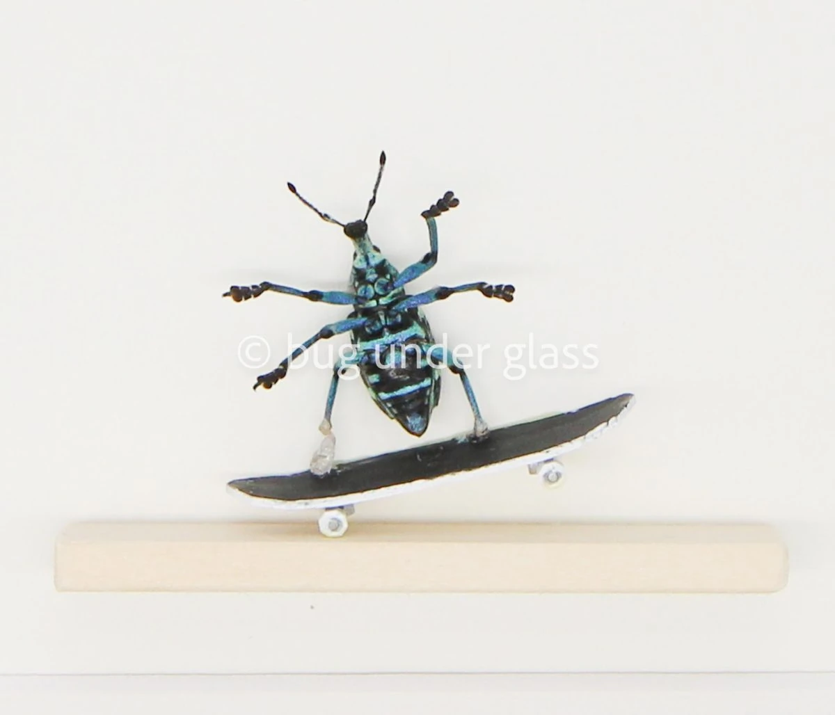 Guys I love skater-beetle sos much | Fandom