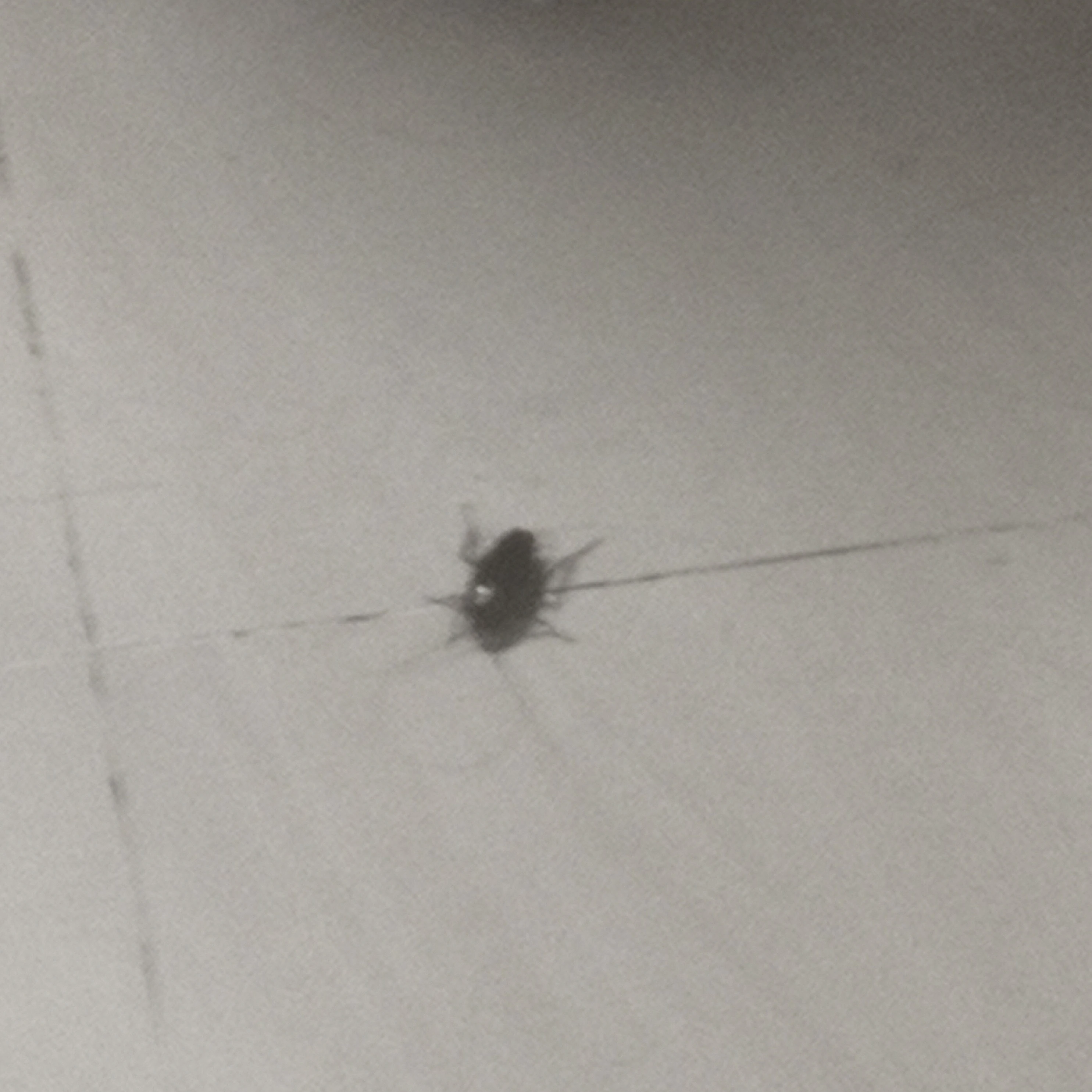 SOMEONE SAVE ME THERES AN ANGRY COCKROACH I STANDING ON THE SOFA RN ...