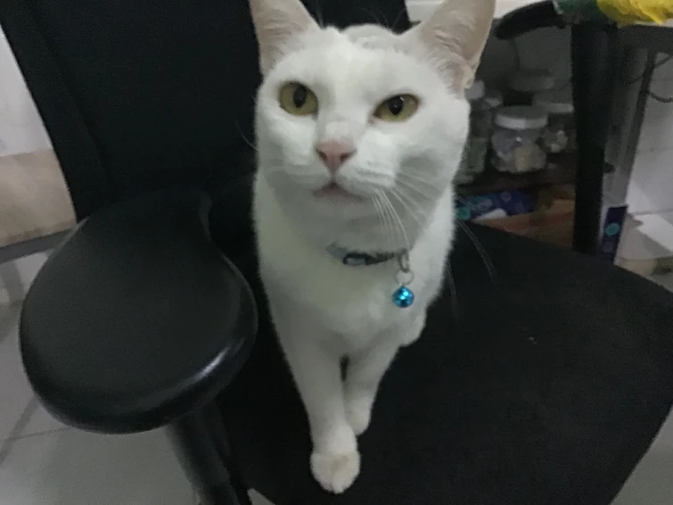 Daily cat image #702 | Fandom