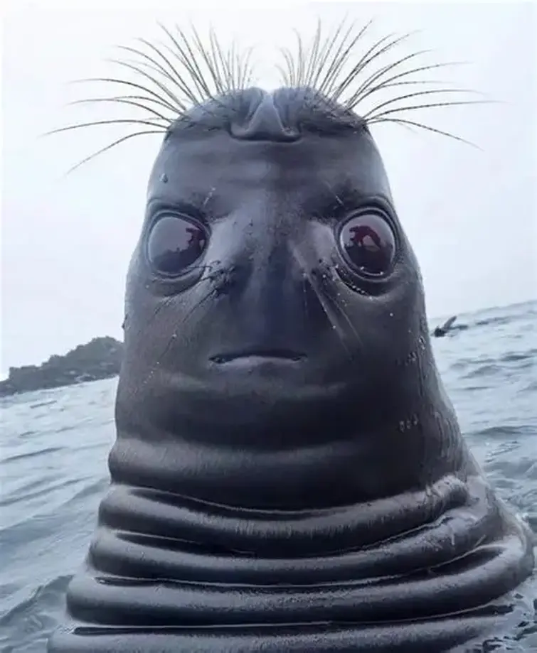 Discuss Everything About Be a Silly Seal Wiki | Fandom